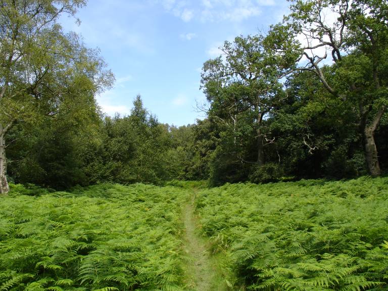 Stanmore Common - Harrow Nature Conservation Forum