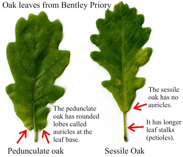 Bentley Priory Nature Trail Post 23