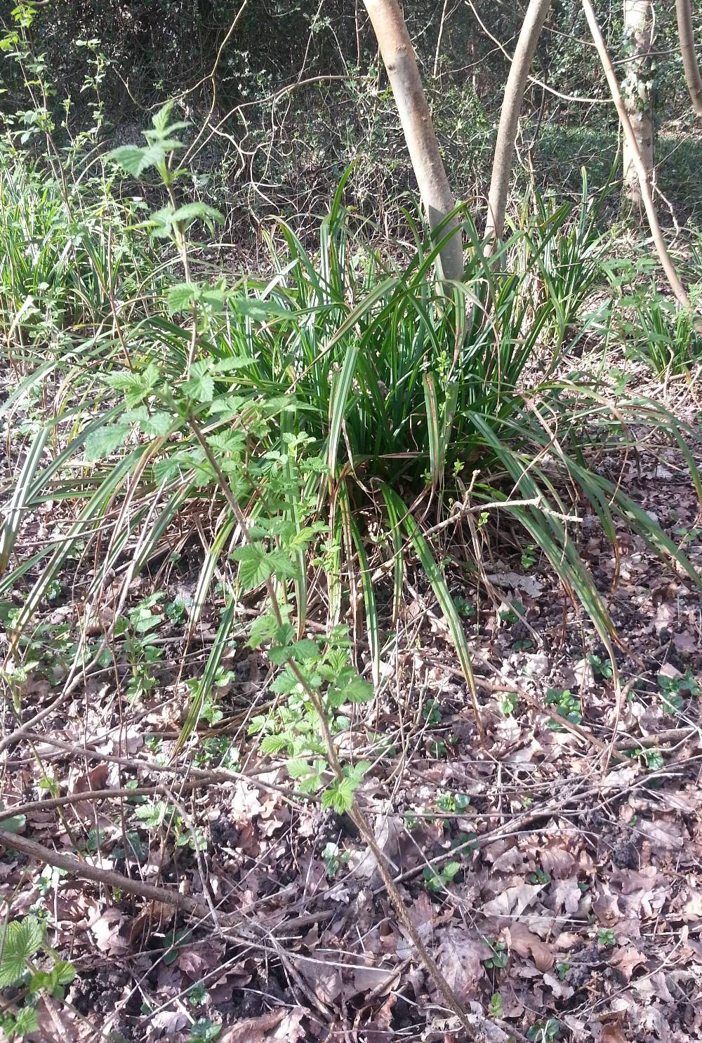 Stanmore Common Nature Trail Post 08